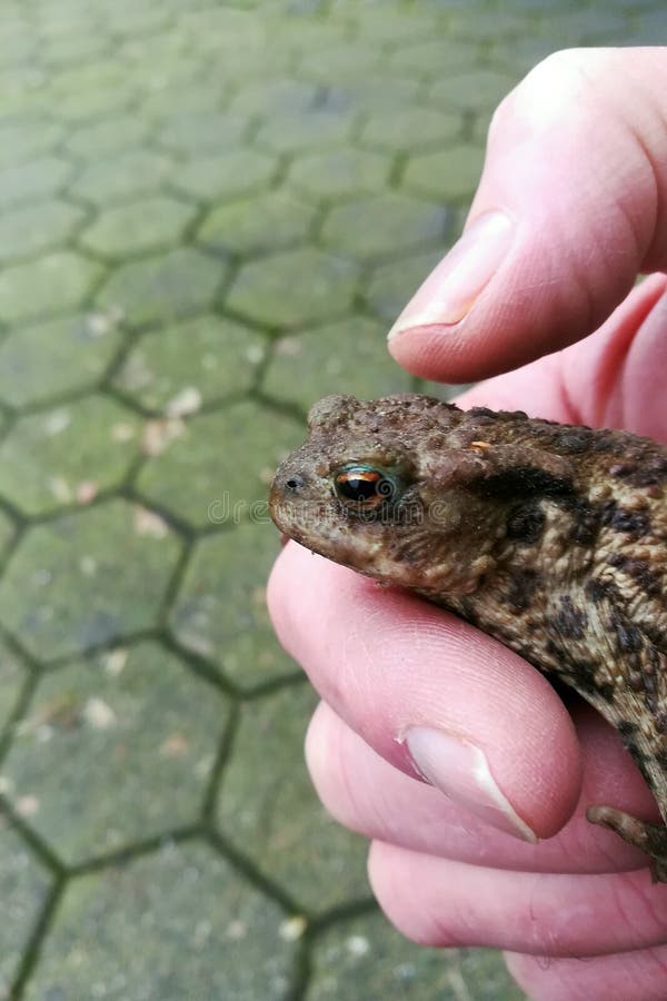 Earth Toad in Spring on the Amphibious Walk Stock Image - Image of save ...