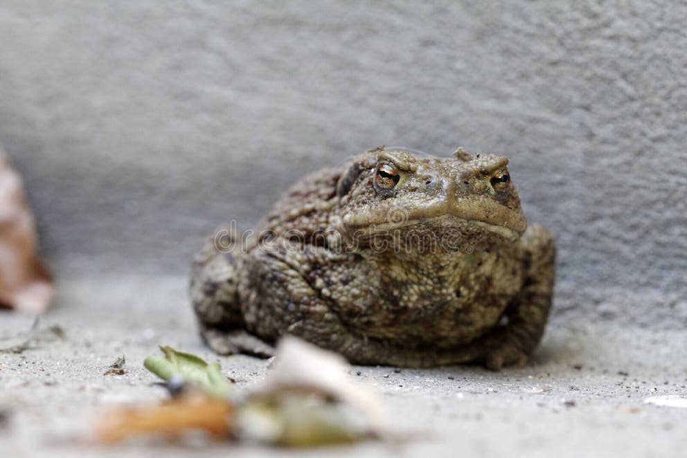 Earth Toad in Spring on the Amphibious Walk Stock Photo - Image of ...