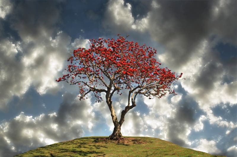 Earth tree. stock photo. Image of earth, countryside - 14048668