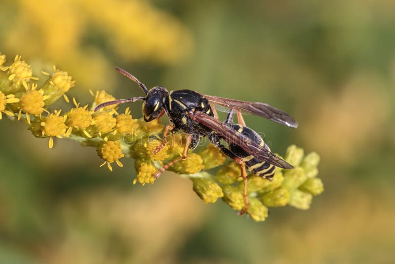 Earth wasp stock image. Image of earth, mimose, outdoor - 159718435