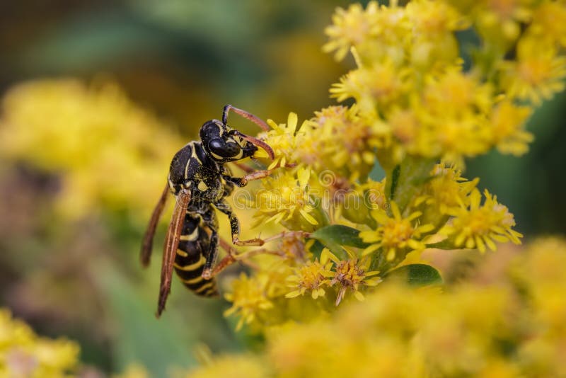 Earth wasp stock image. Image of close, sting, small - 163453669