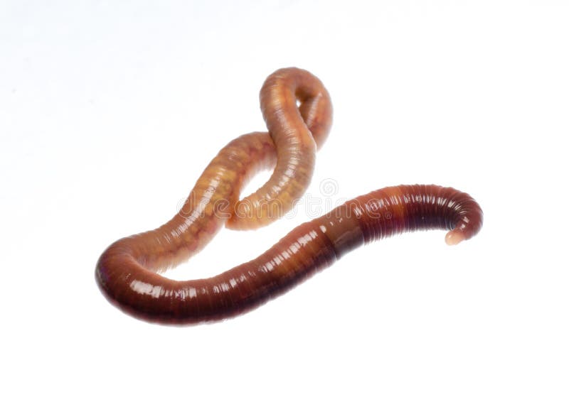 Earth worm stock image. Image of earthworm, collection - 23188481