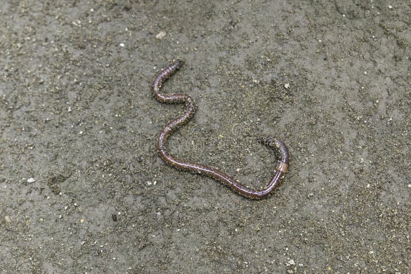 Earth Worm Close-up in a Fresh Wet Earth, Visible Rings on the Body of ...