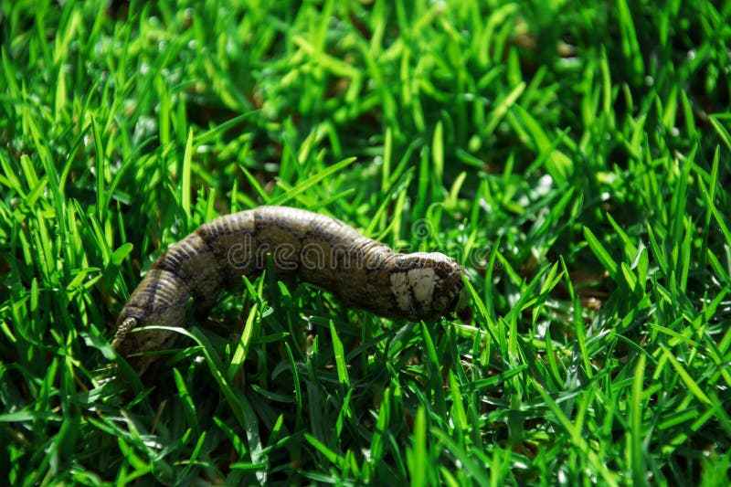 A Worm Crawling in the Lawn. Stock Photo - Image of slimy, people ...