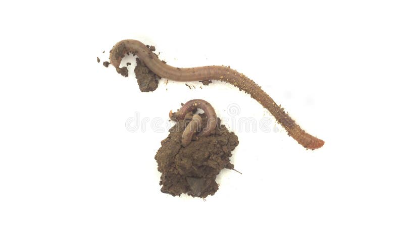 Earth Worm with Dirt Isolated Stock Image - Image of insect, close ...
