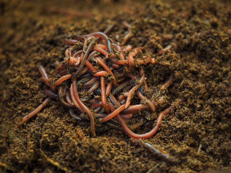 Earthworms In Soil