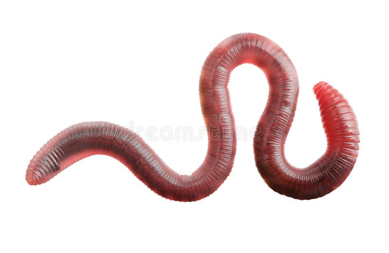 Earth worm isolated stock photo. Image of white, closeup - 41225882
