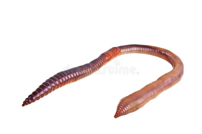 Earth Worm Isolated on White Background Stock Image - Image of earth ...