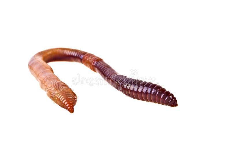 Earth Worm Isolated On White Background Stock Image - Image of earth ...