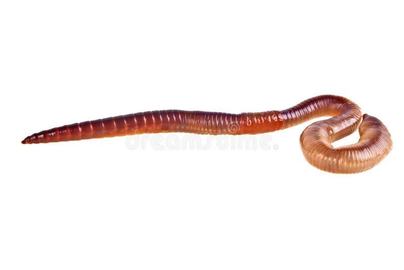 Earth Worm Isolated on White Background Stock Image - Image of close ...