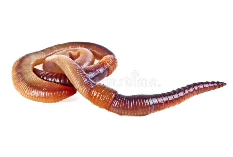 Earth Worm Isolated on White Background Stock Image - Image of earth ...