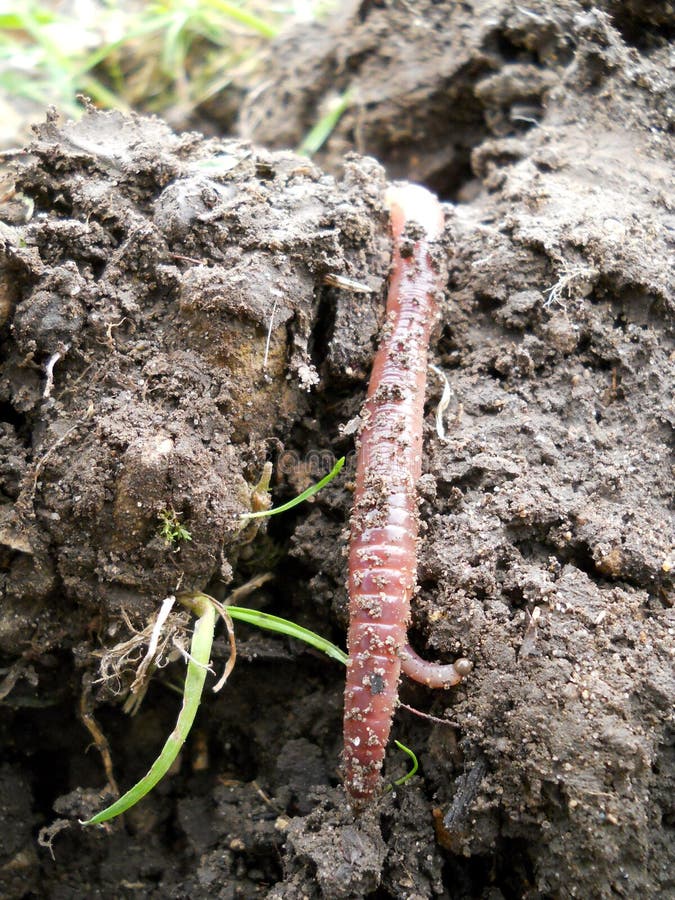 Earth worm stock image. Image of rile, natural, habitat - 30729125
