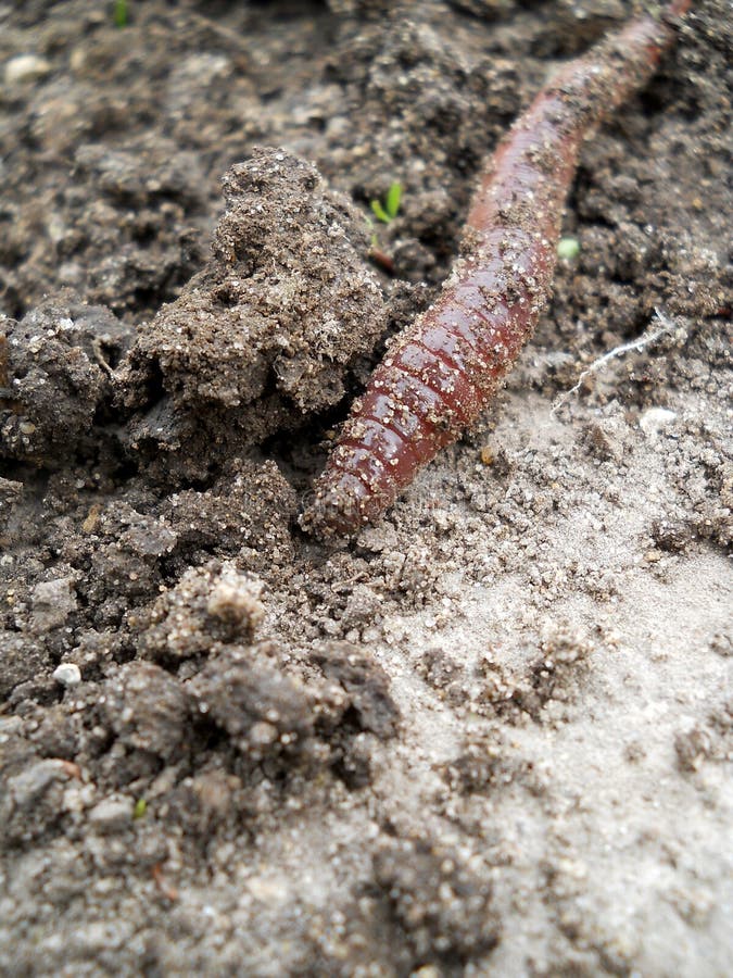 Earth worm stock image. Image of earthworm, belt, humusrich - 30730159