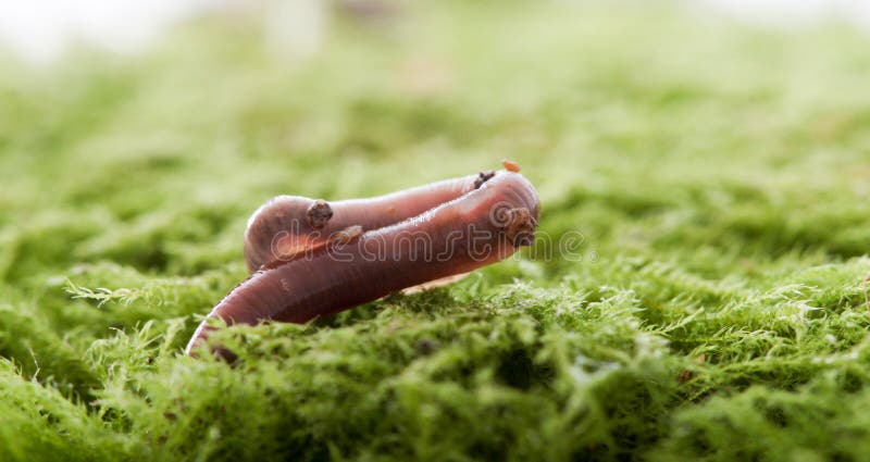 682 Worm Moss Stock Photos - Free & Royalty-Free Stock Photos from ...