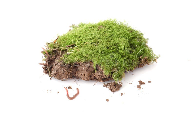 Earth Worm And Piece Of Soil With Moss Stock Image - Image of segments ...