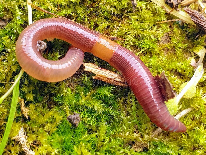 Anellida Stock Photos - Free & Royalty-Free Stock Photos from Dreamstime