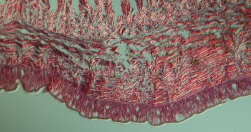 Ground Worm Under Microscope