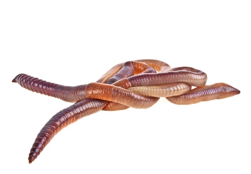 Earth Worms on White Background Stock Image - Image of close, color ...