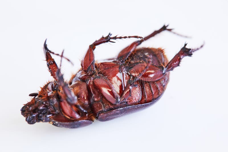 Black Beetle, Flipped on Its Back, Lying on the Ground Stock Image ...