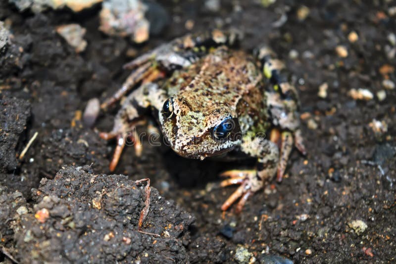 Earthen Frog. Earthen Frog Sits on the Ground and Looking at the Camera ...