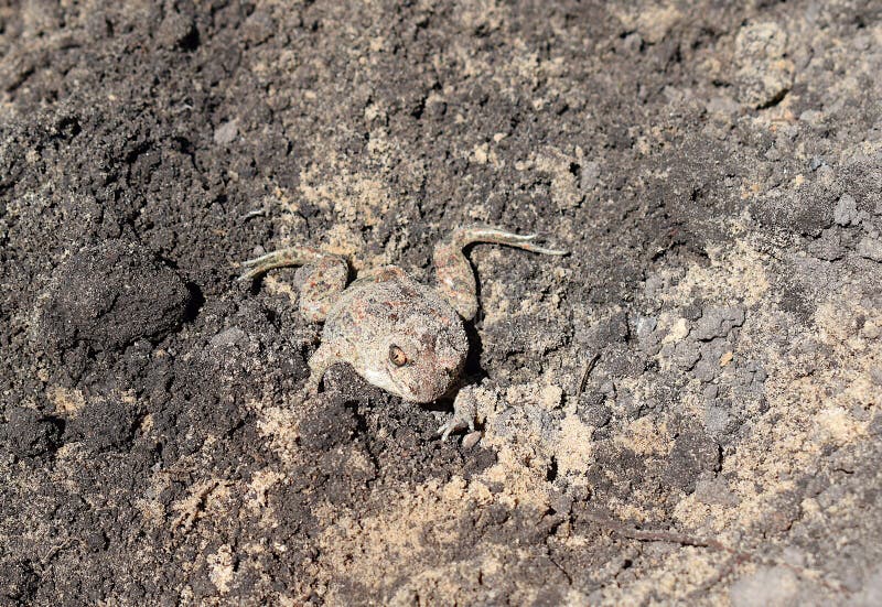 An Earthen Toad that Has Just Come Out of a Hole Stock Photo - Image of ...