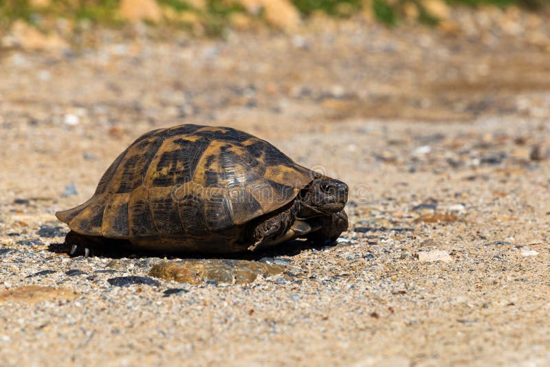 Earthen Turtle in the Mountain Forest Stock Image - Image of vegetable ...