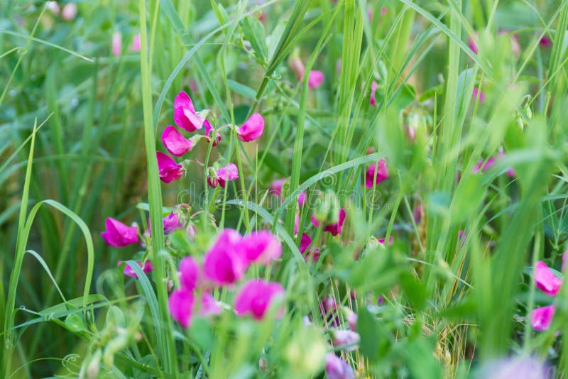 Earthnut pea stock image. Image of annual, floral, flower - 45788771