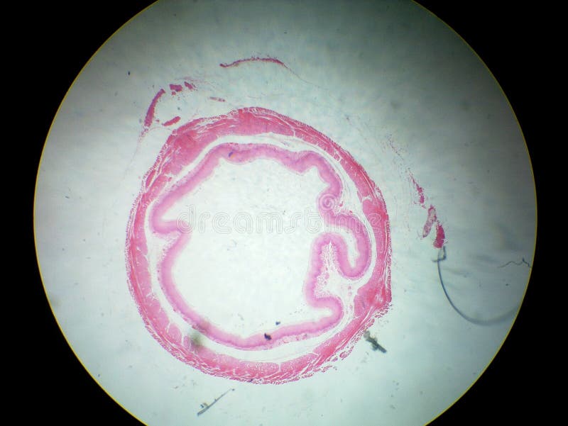 Earthworm Cross Section Labeled