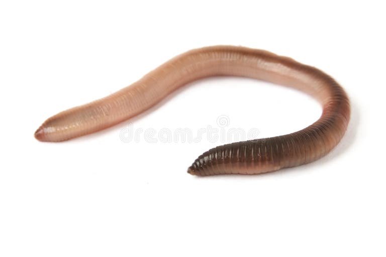 871 Earthworm Up Close Stock Photos - Free & Royalty-Free Stock Photos ...