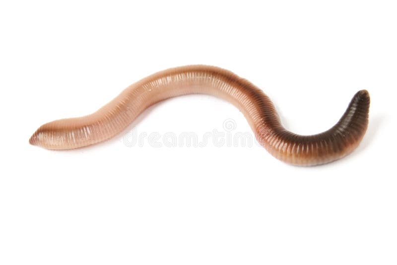 Earthworm stock image. Image of invertebrate, white, fishing - 5508339