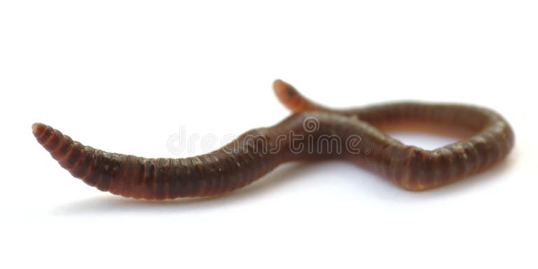 871 Earthworm Up Close Stock Photos - Free & Royalty-Free Stock Photos ...