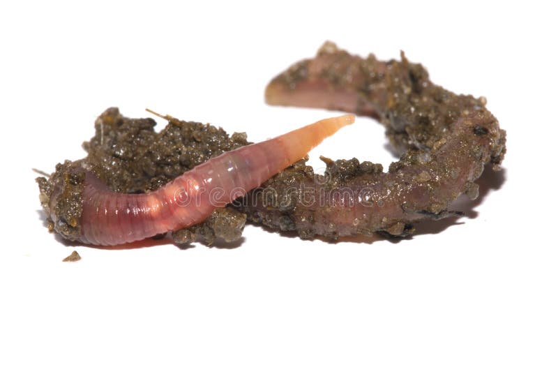 EarthWorm stock image. Image of pink, life, insect, brown - 9337889