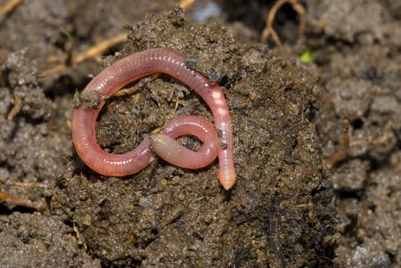 EarthWorm stock image. Image of pink, life, insect, brown - 9337889