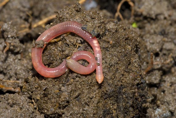 EarthWorm stock image. Image of pink, life, insect, brown - 9337889
