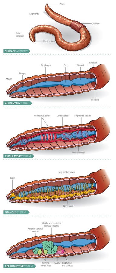 Earthworm Anatomy Model