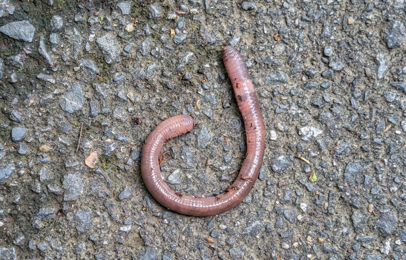 Earthworm on the Asphalt after the Rain Stock Photo - Image of nature ...