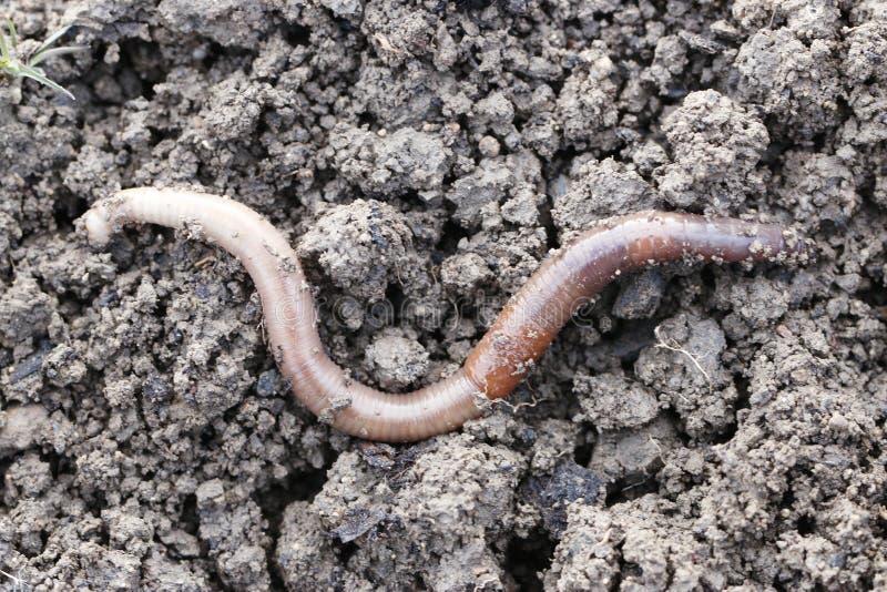 Earthworm stock image. Image of agricultur, wigglers - 84254457