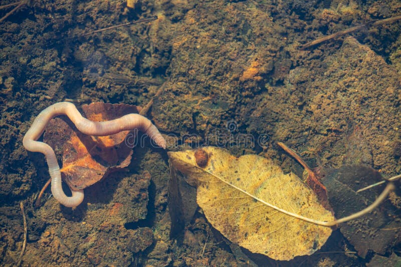 Rain Puddle Sediment Stock Photos - Free & Royalty-Free Stock Photos ...