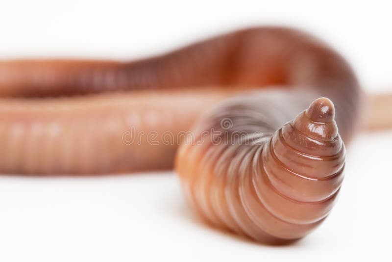 Earthworm Close Up 2 stock image. Image of white, worm - 2503261