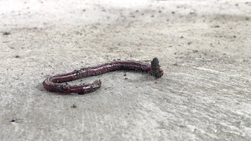 An Earthworm on Concrete is Attacked by Ants Stock Video - Video of ...