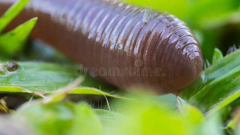 Earthworm Crawl stock image. Image of earthworm, invertebrate - 78456583