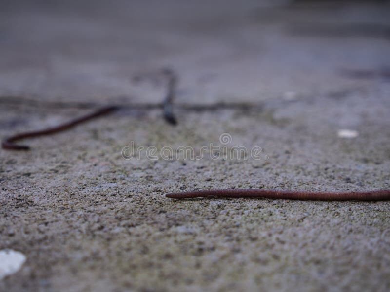 The Earthworm Crawling stock photo. Image of earthworm - 104453716