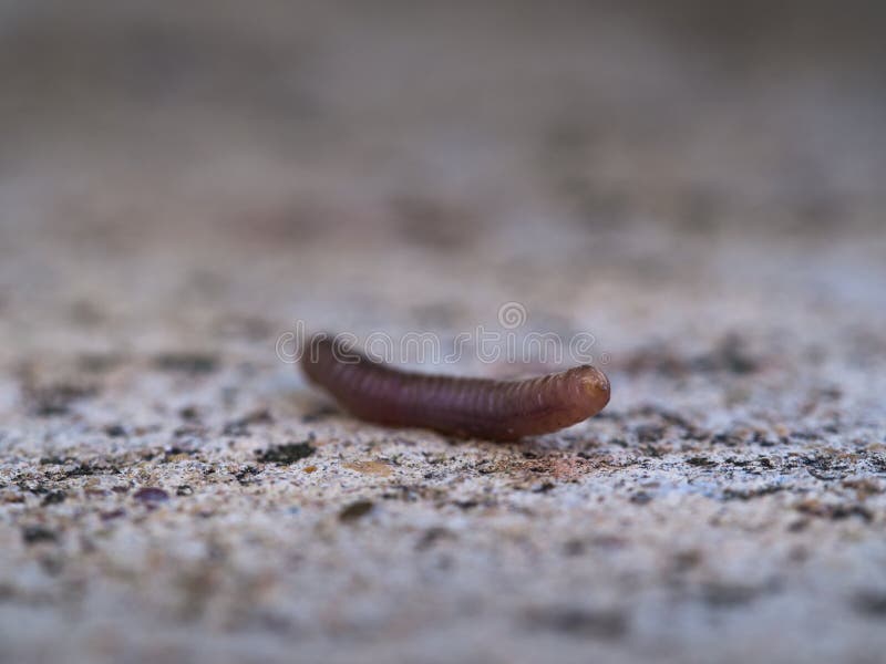Earthworm Crawl stock image. Image of earthworm, invertebrate - 78456583