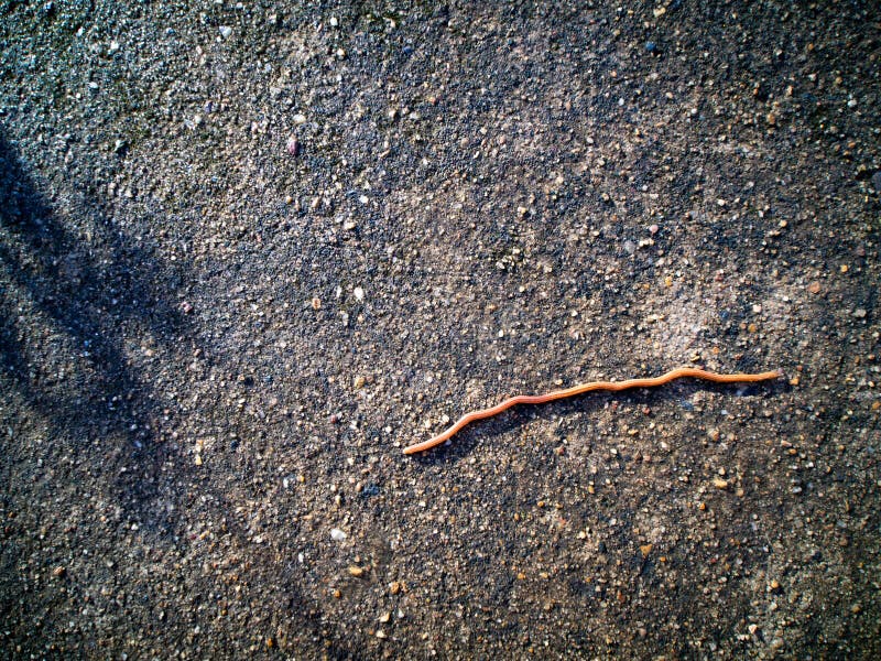 Earthworm Crawl stock image. Image of earthworm, invertebrate - 78456583