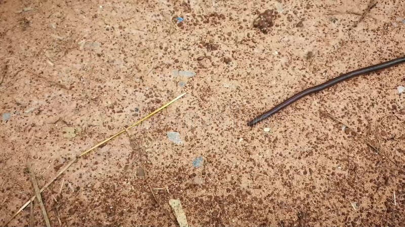 Earthworm Crawling on the Ground Moving Its Head, Macro View, Real-time ...