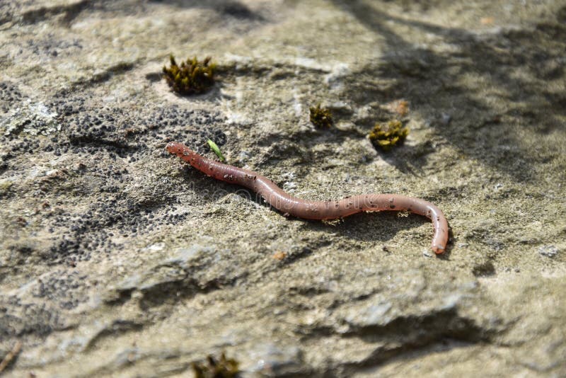 Brown Slow Worm Crawling On The Ground Stock Photo - Image of plant ...