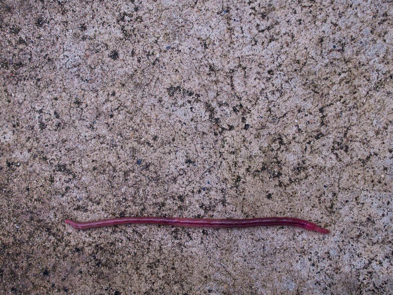 Earthworm Crawl stock image. Image of earthworm, invertebrate - 78456583
