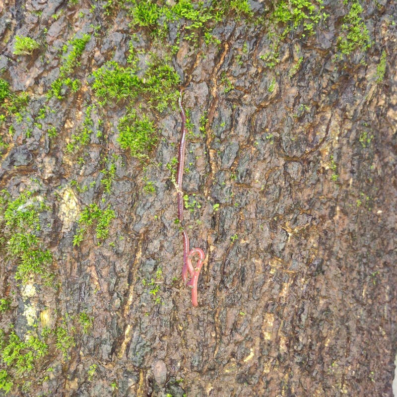 The Earthworm Crawling stock photo. Image of organism - 104453898