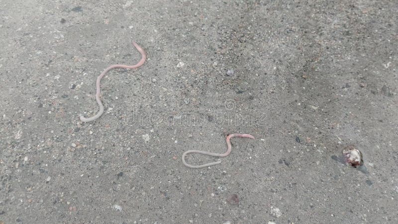 Earthworm Crawling the a Underwater Stock Footage - Video of long ...