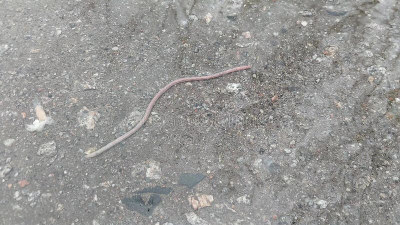 Earthworm crawling stock footage. Video of habitat, crawling - 51498382
